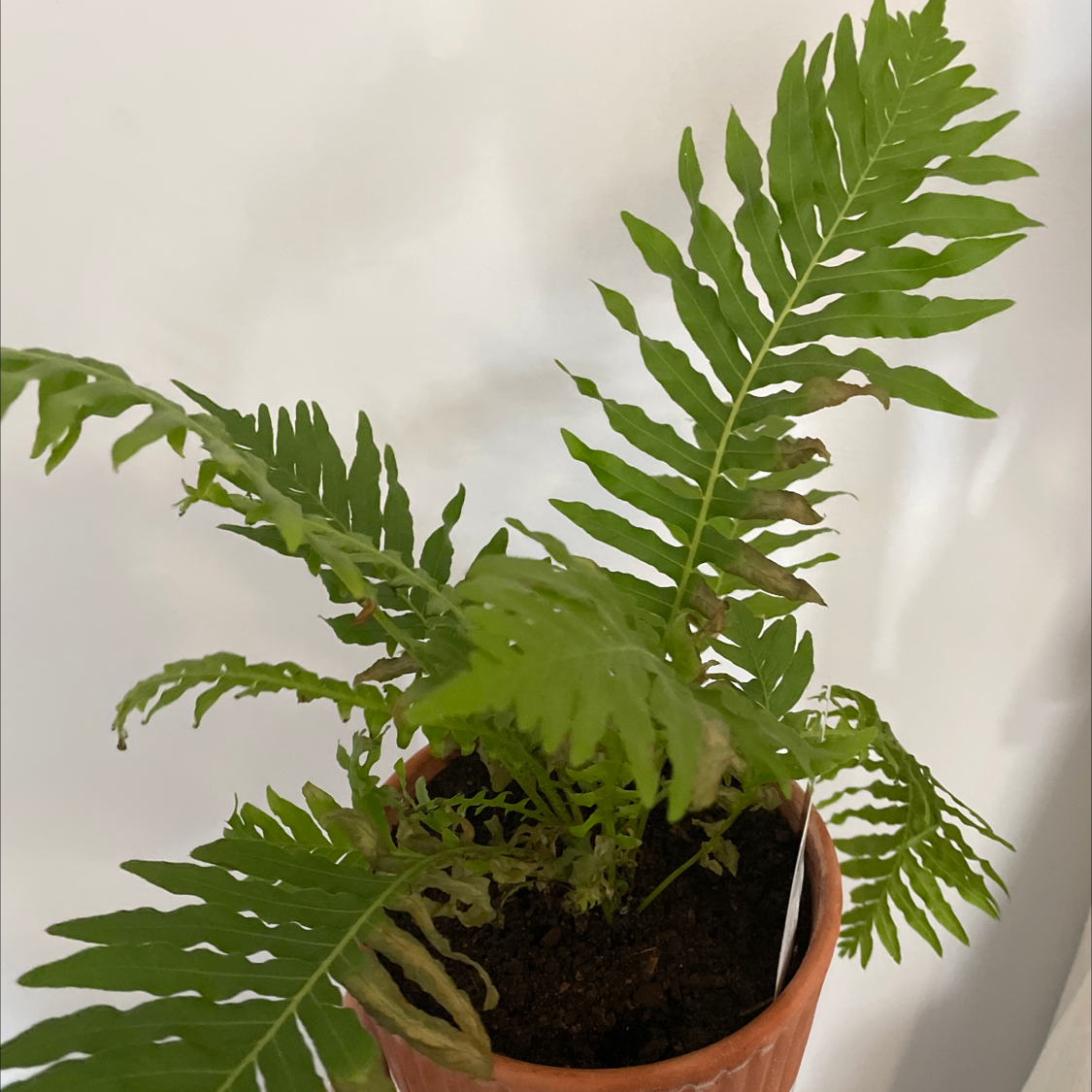 🍂 Why Are There Brown Spots on My Silver Lady Fern?