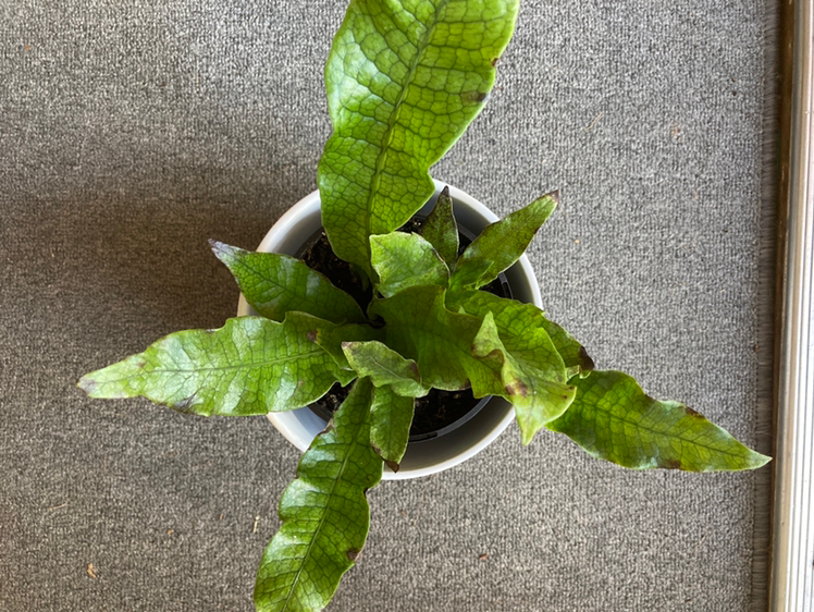 Personalized Crocodile Fern Care: Water, Light, Nutrients | Greg App