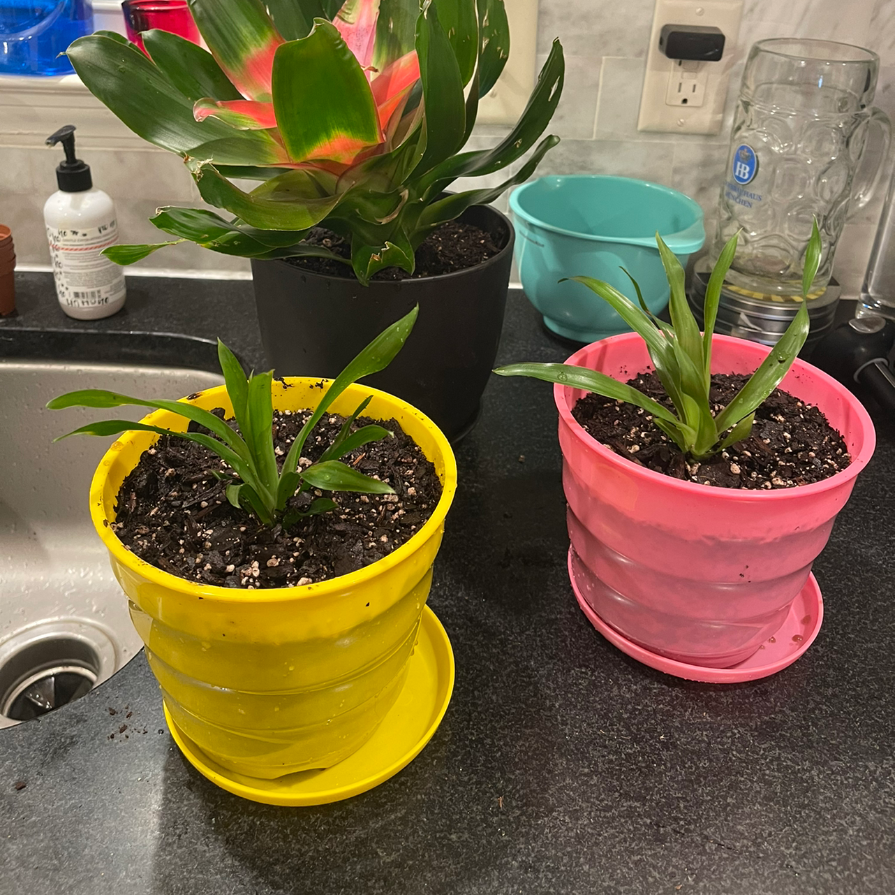 🐛 What To Do About Bugs on My Bromeliad Medusa?