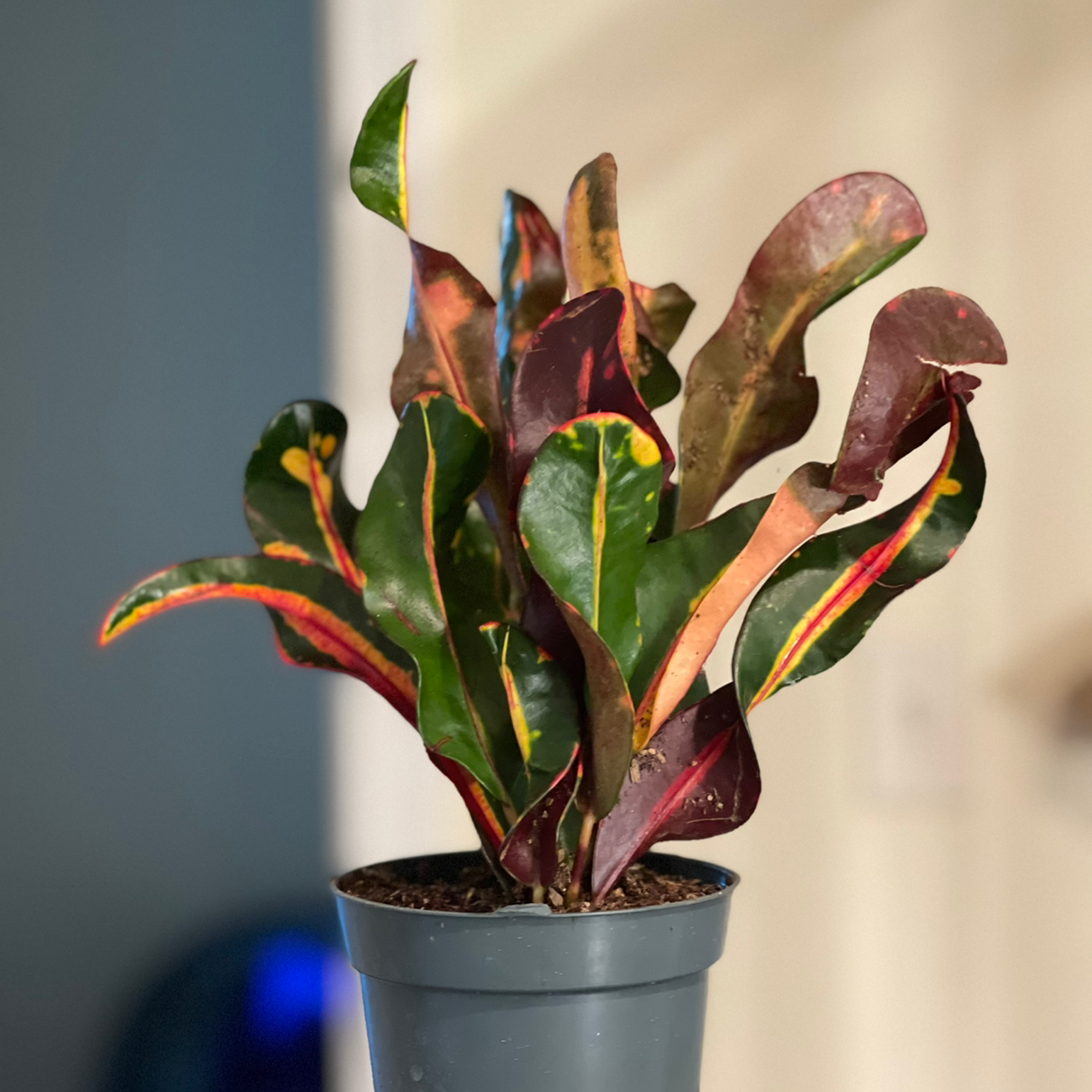 💧 Why Are My Croton Mammy Leaves Mushy?