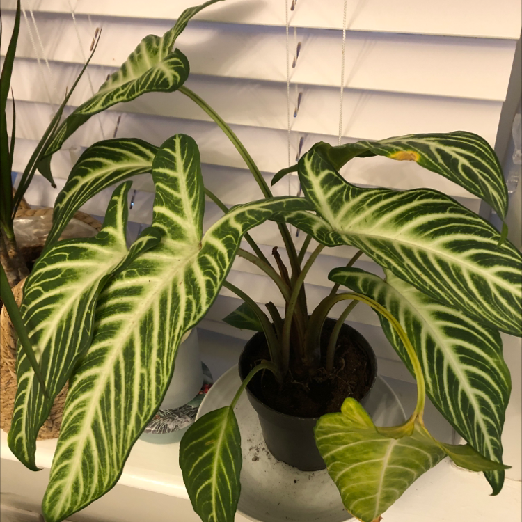 Why Are There Brown Spots on My Xanthosoma Angel wings?