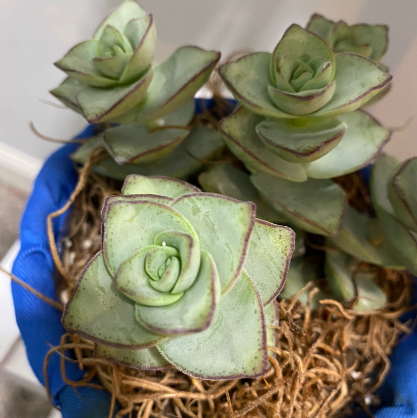 The Complete String of Buttons Plant Care Guide: Water, Light & Beyond