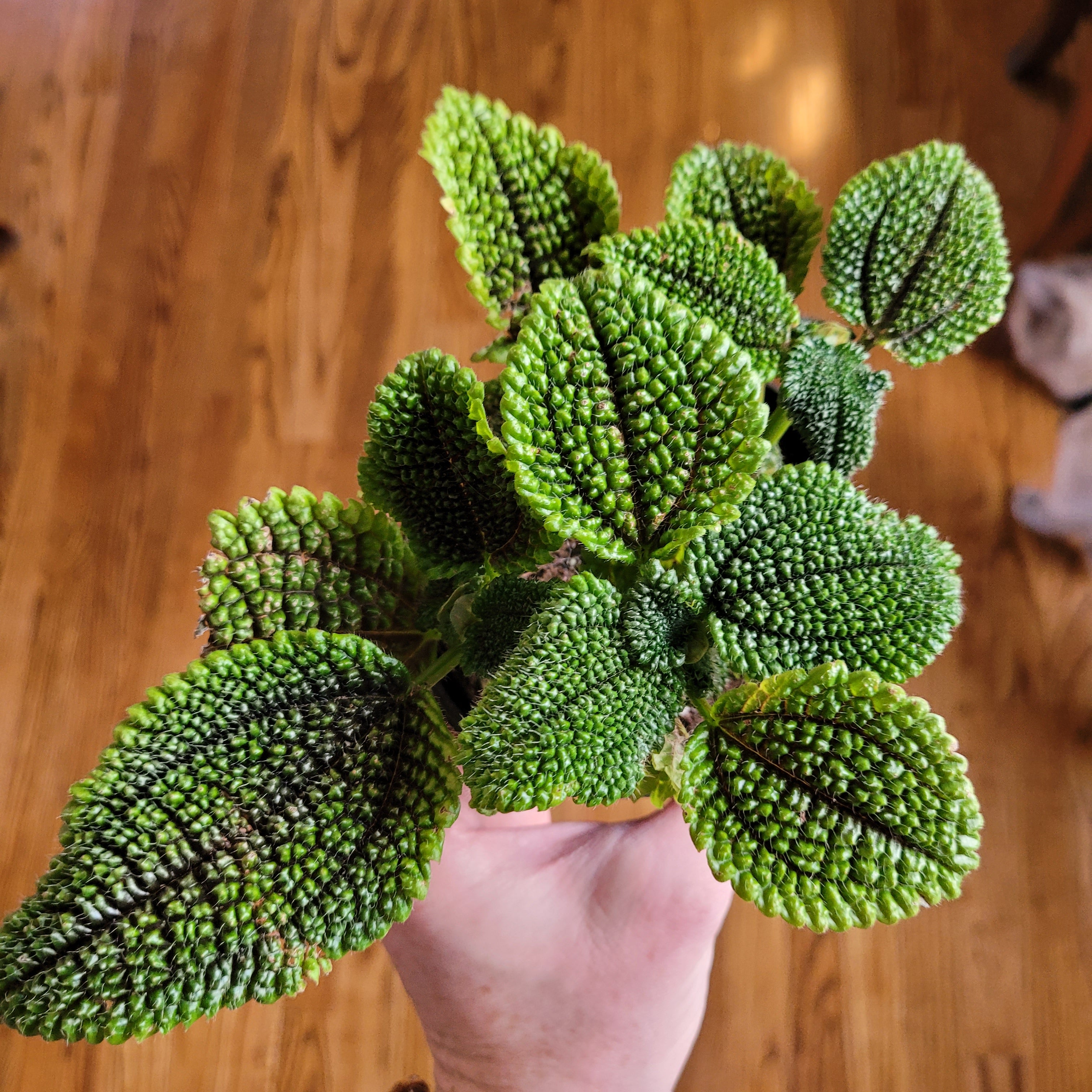 Propagating My Pilea 'Moon Valley': Step-by-Step Guide