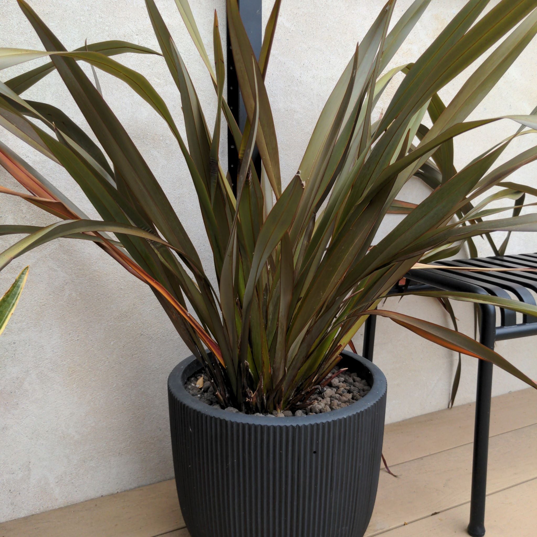 Why Are There Black Spots on My New Zealand Flax Leaves?