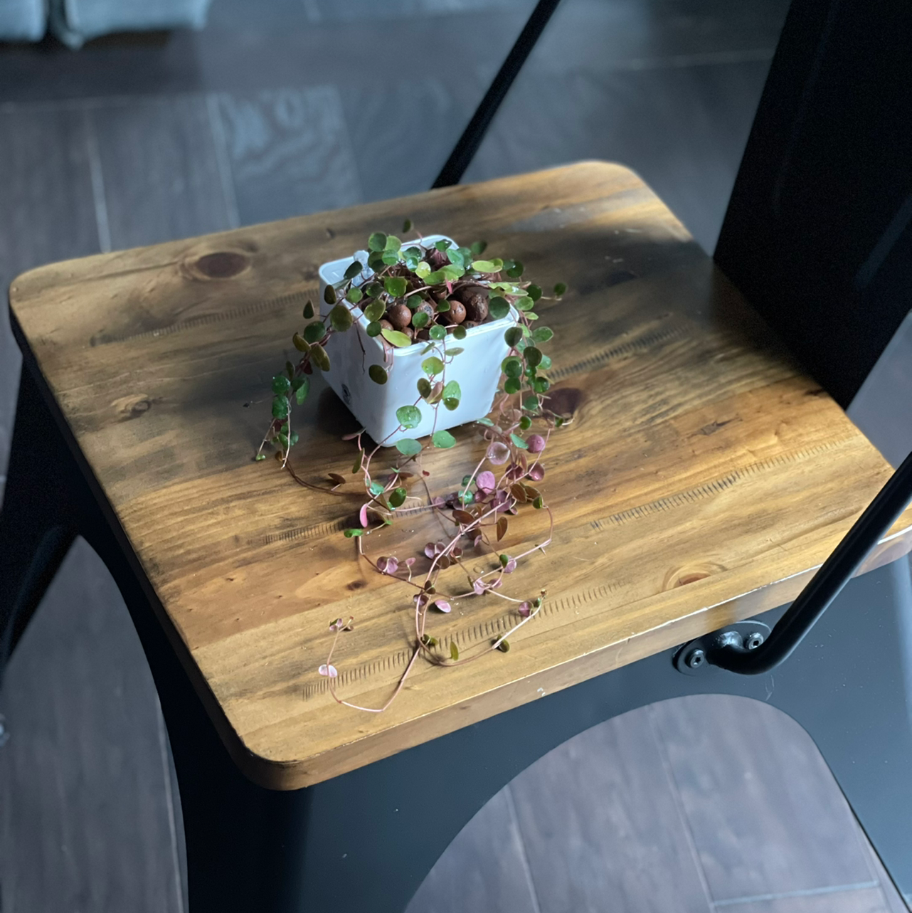 Propagating My Peperomia 'Ruby Cascade': Step-by-Step Guide