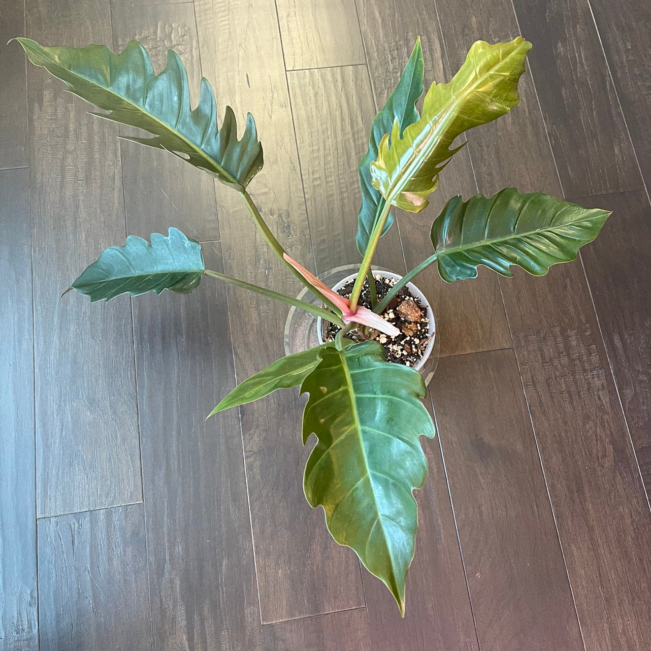 The Complete Philodendron 'Pluto' Plant Care Guide: Water, Light & Beyond