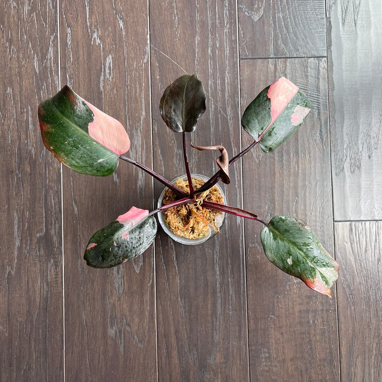 Pink Princess Philodendron Root Rot Solutions