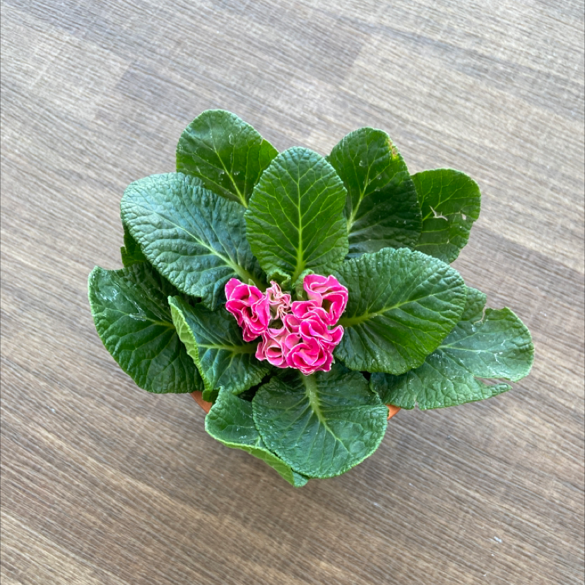 Propagating Common Primrose: The Ultimate Guide