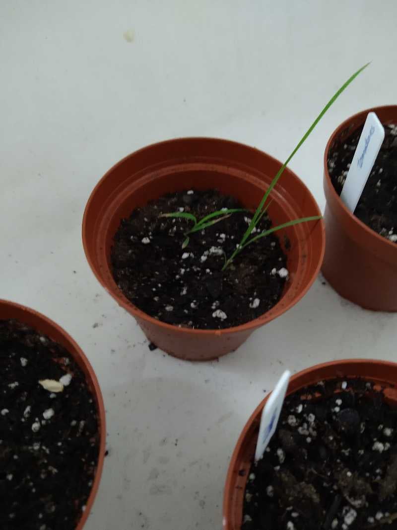 Propagating Your Lemon Grass: Step-by-Step Guide