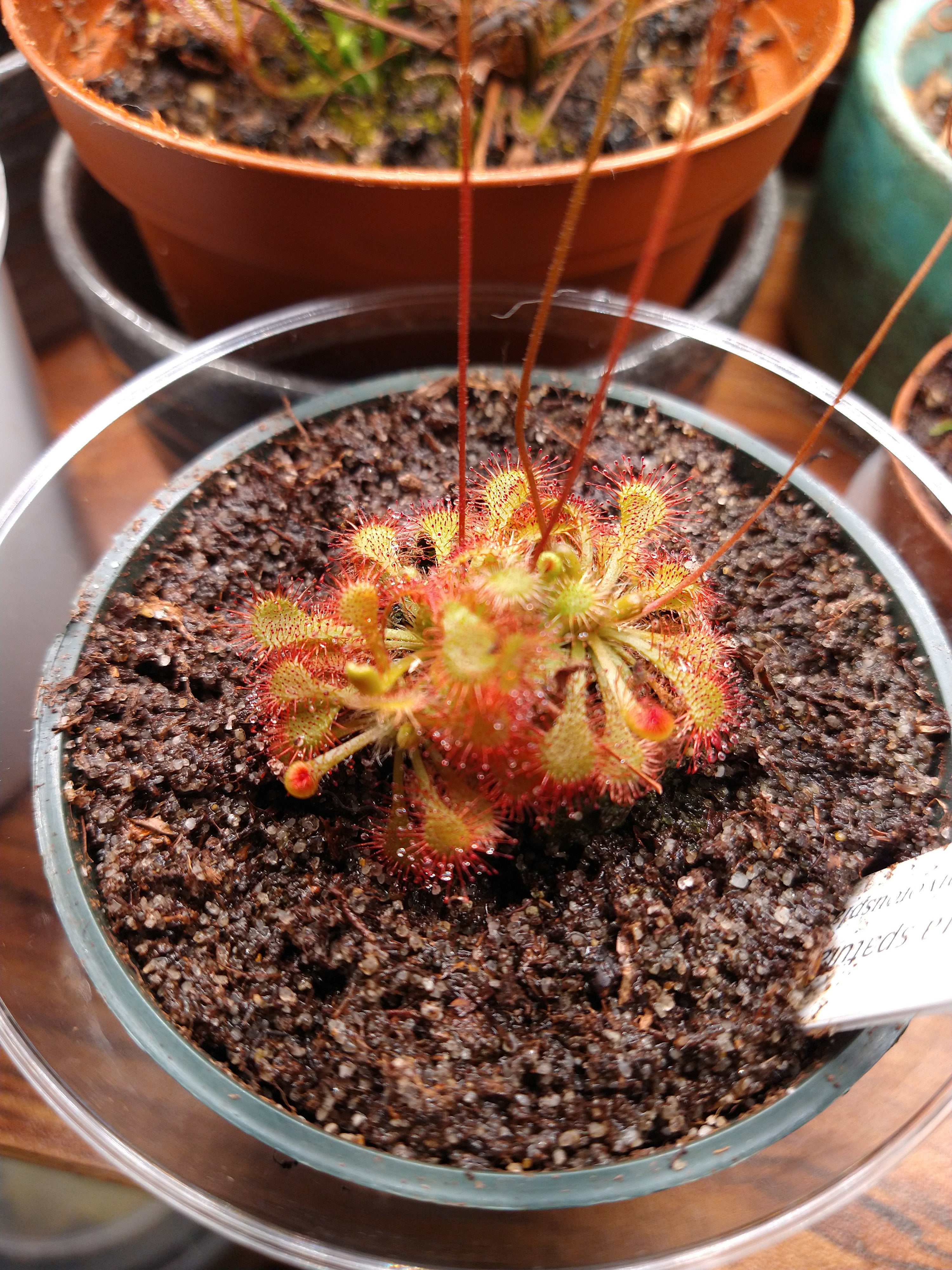 Why Are There Black Spots on My Spoon-Leaved Sundew Leaves?