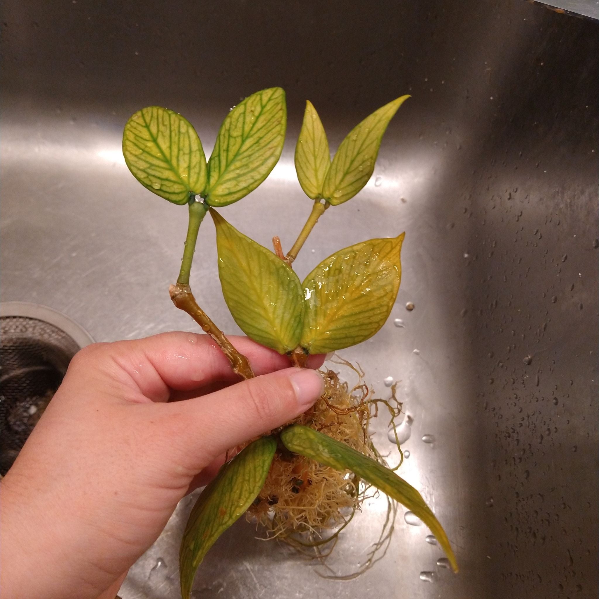Fishtail Hoya Root Rot Solutions