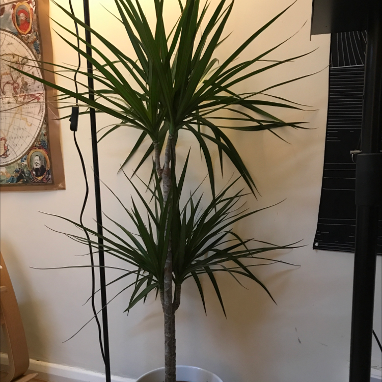 Katsu | A plant by @harryswitala on Greg