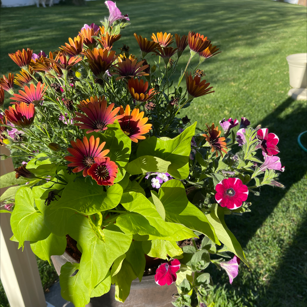 10 Benefits of Having a Gerbera