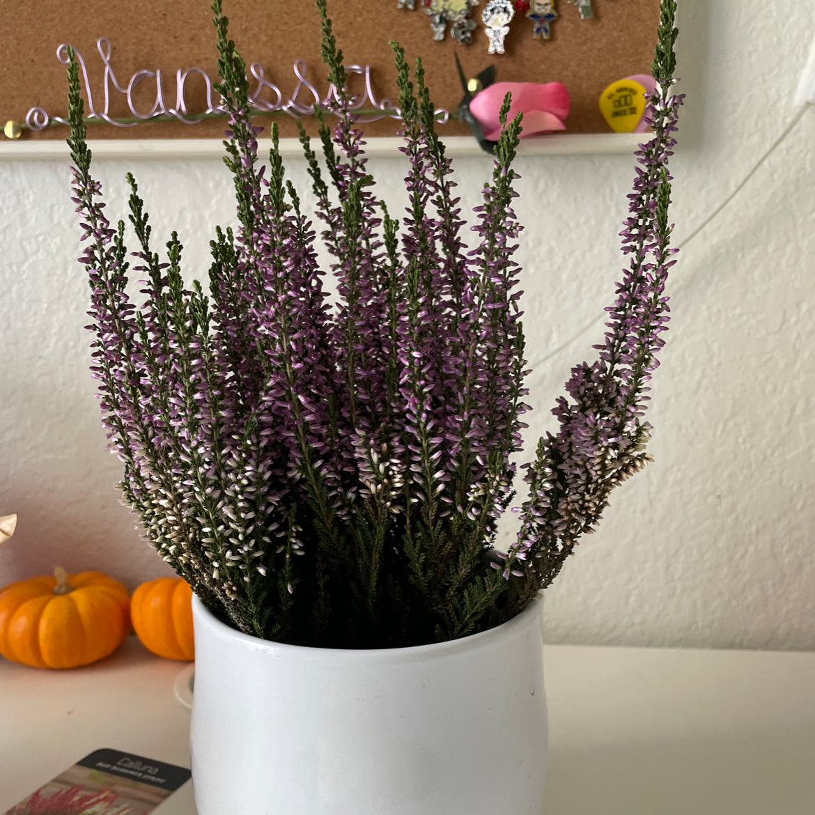 How Do I Propagate My Heather?