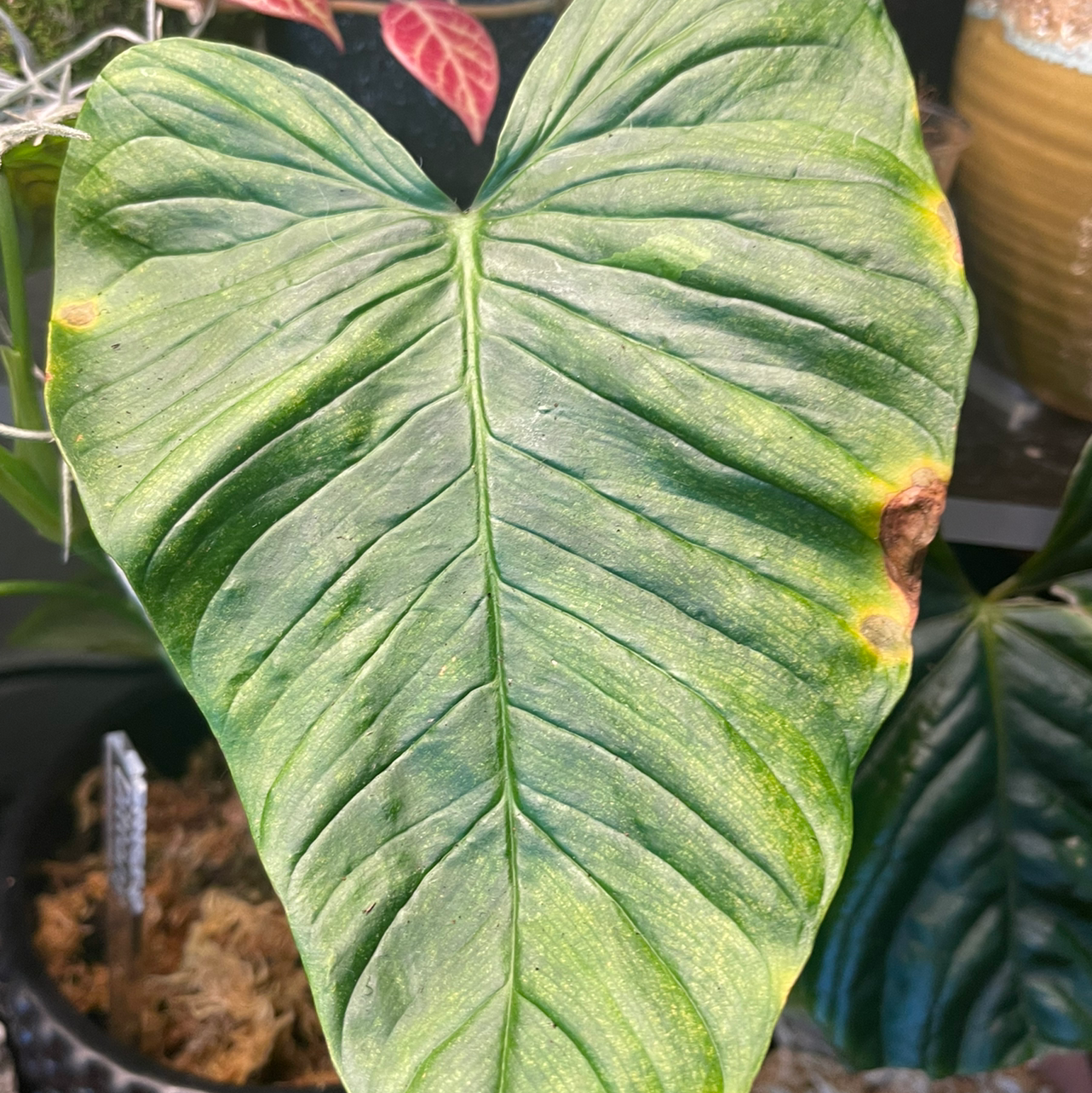 What Do I Do About anthurium regale root rot?
