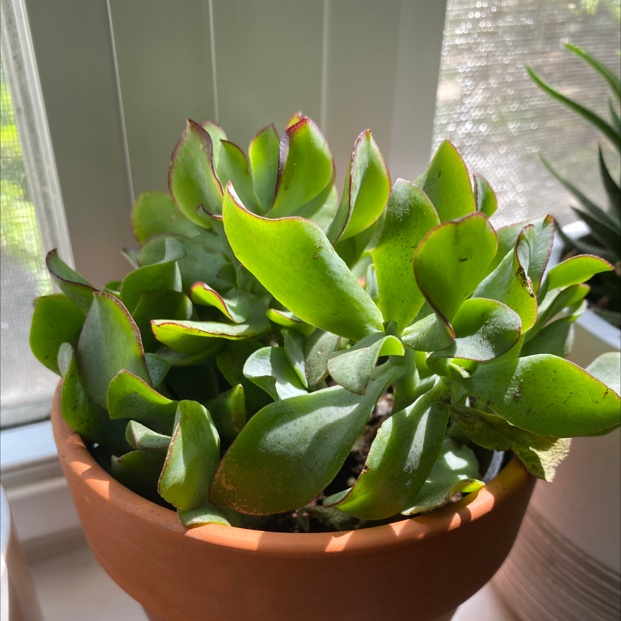 Diagnosing Chinese Jade Root Rot