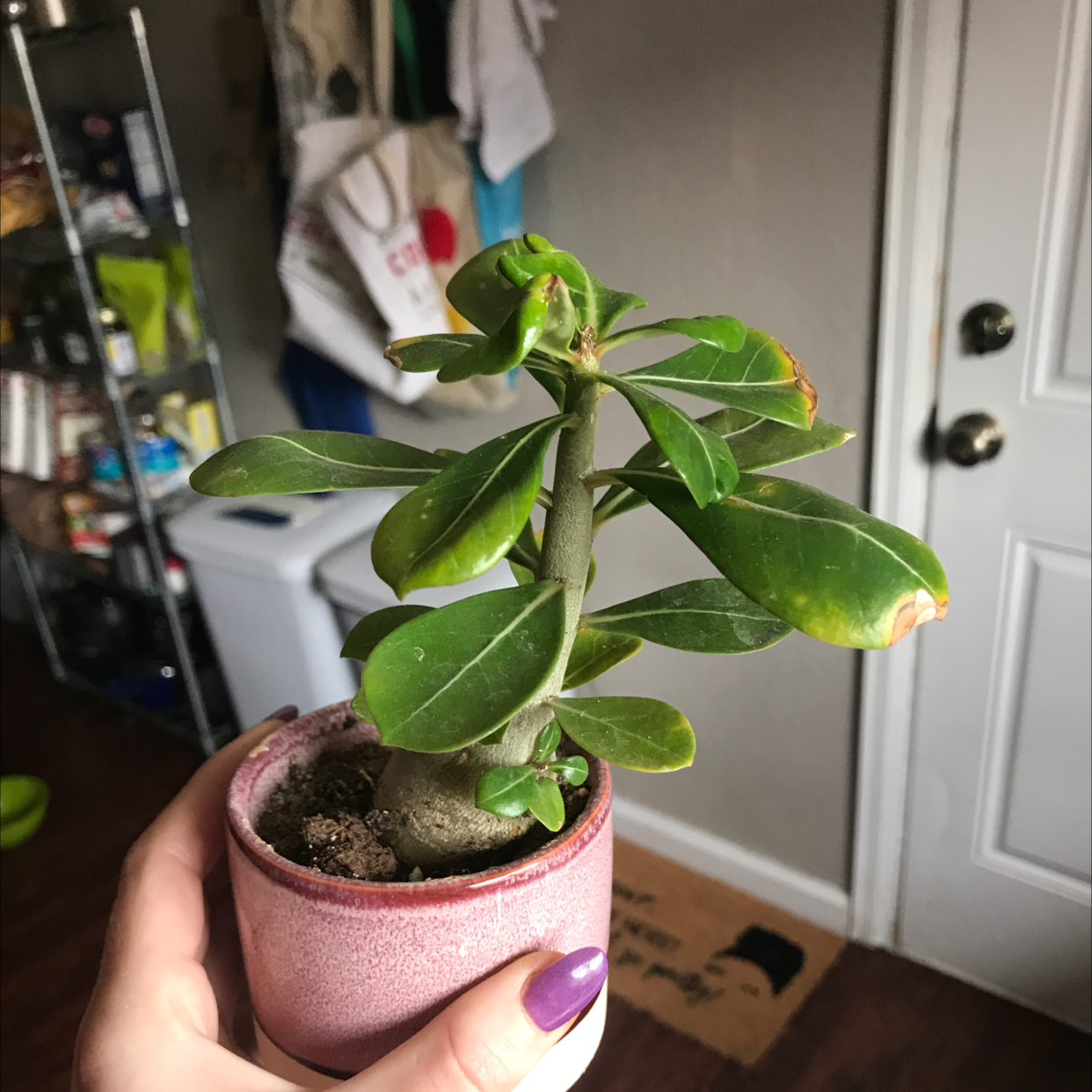 Propagating Your Desert Rose Plant: Step-by-step Guide