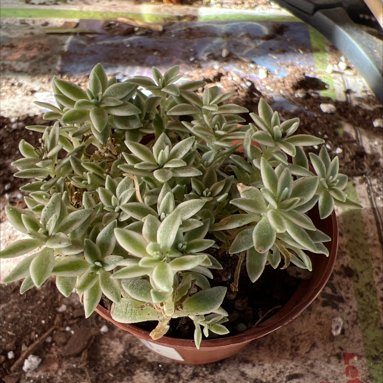 Best Soil for Sedum lineare