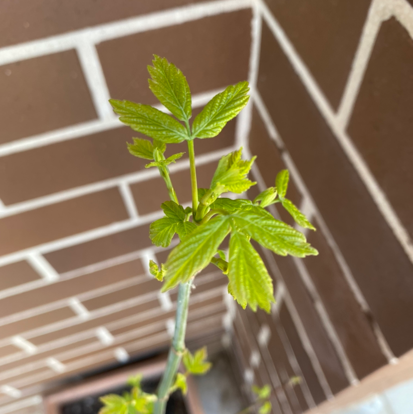 Black Spots on My Box Elder Leaves