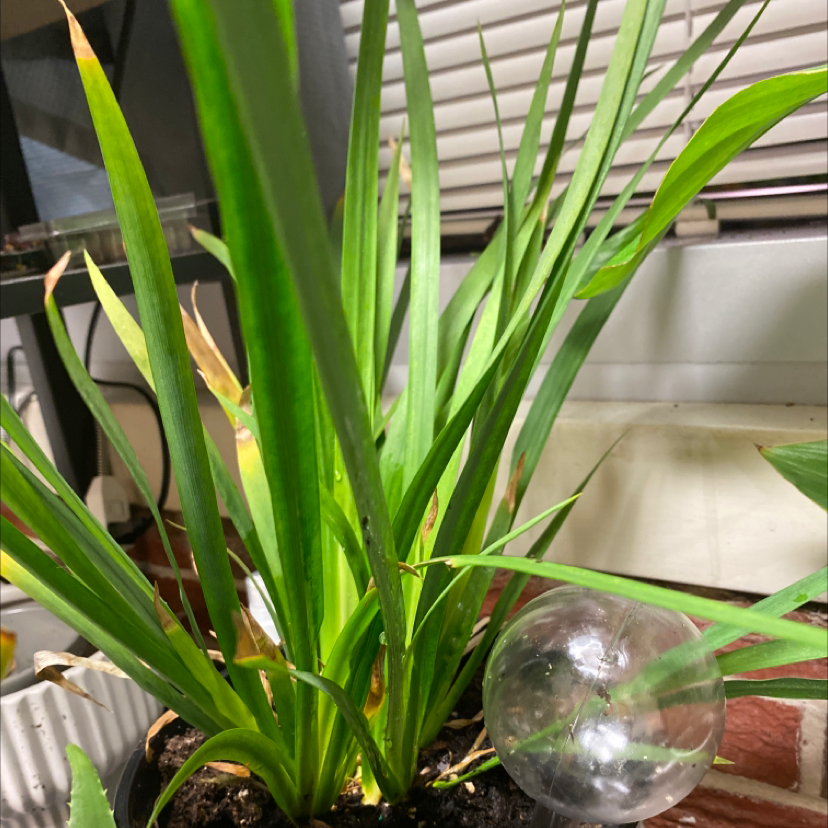 How Do I Fix yellow iris root rot?