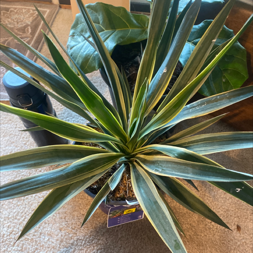 10 Benefits of Having a Aloe Yucca