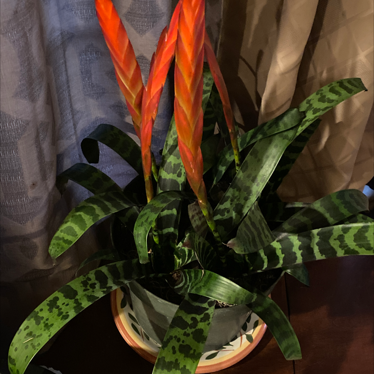🔥 Light Requirements For My Flaming Sword Bromeliad by Season