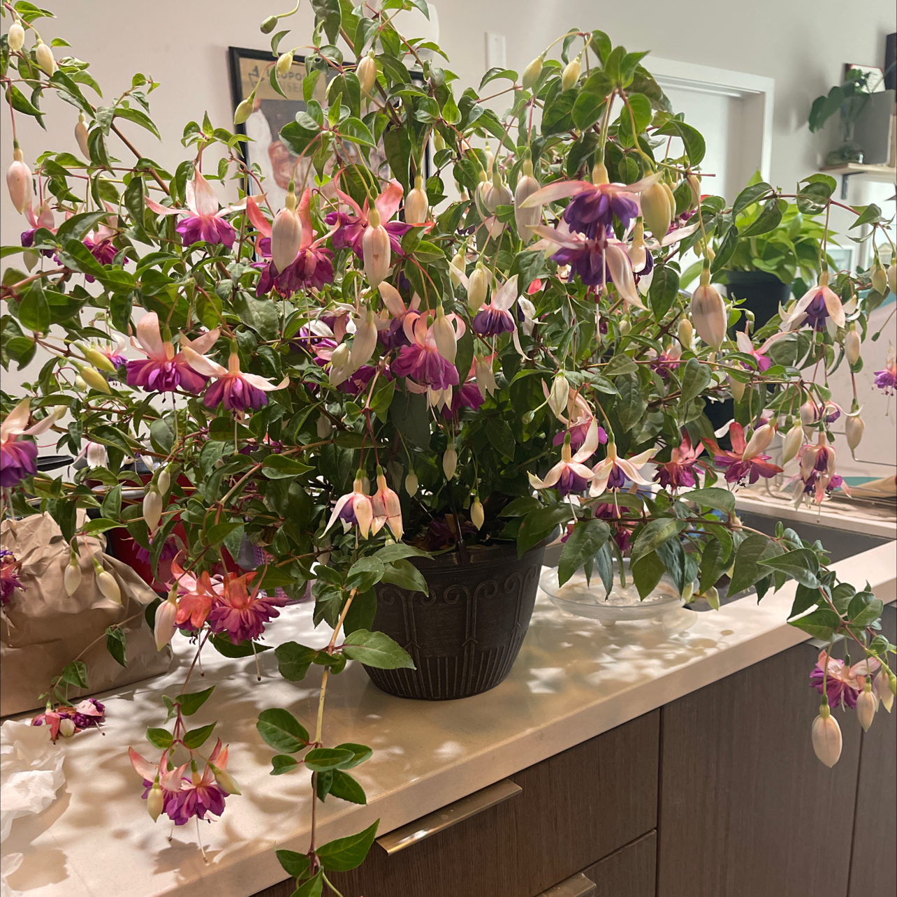 🌺 Common Hummingbird Fuchsia Problems