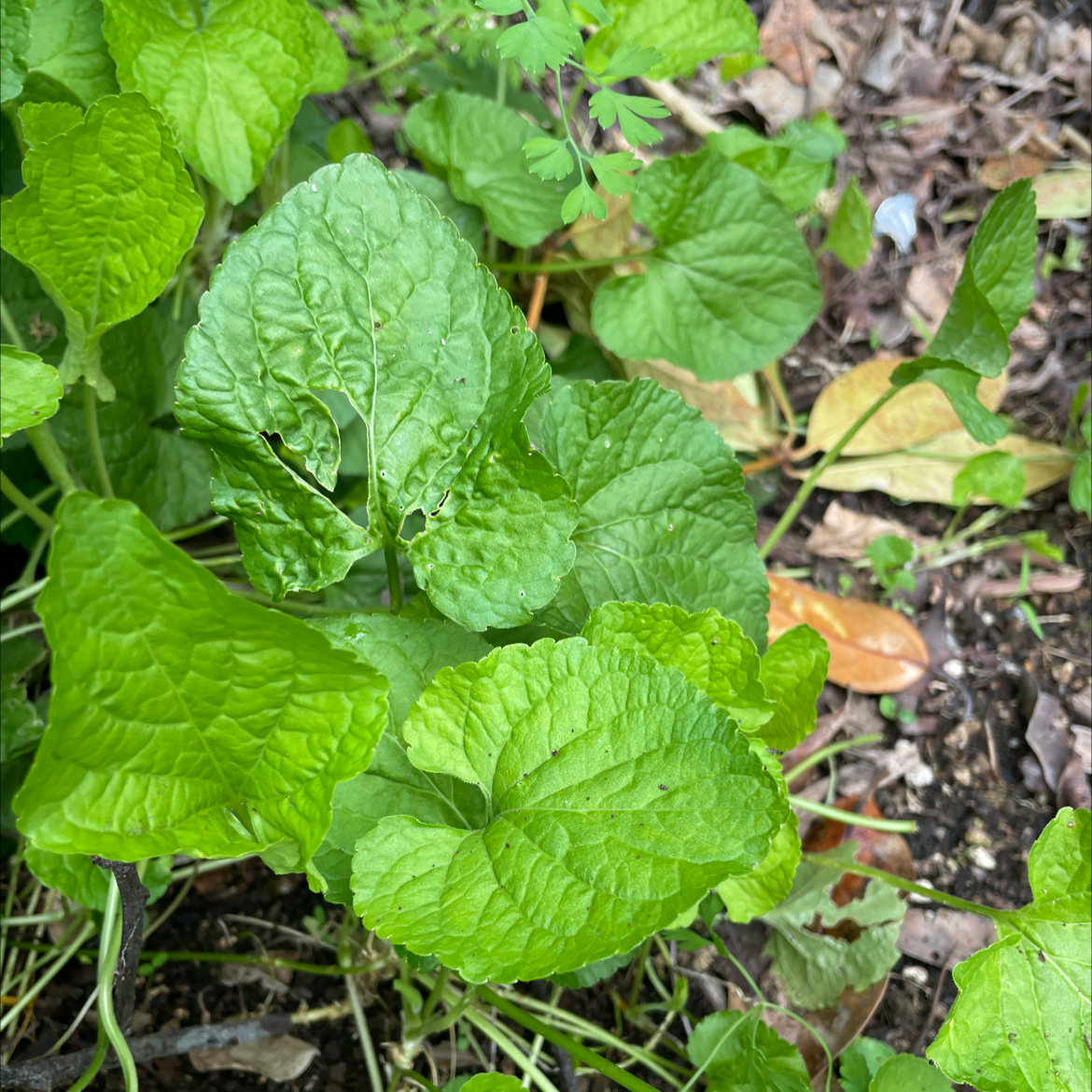 How Do I Cure common blue violet root rot?