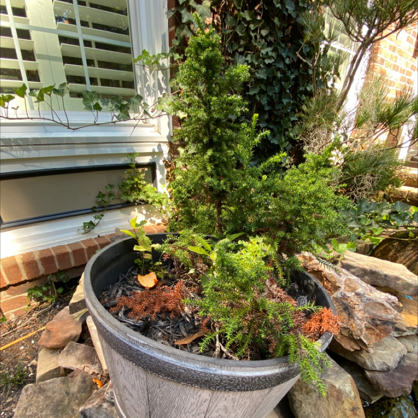 🤢 Why Are There Brown Spots on My English Yew Leaves?