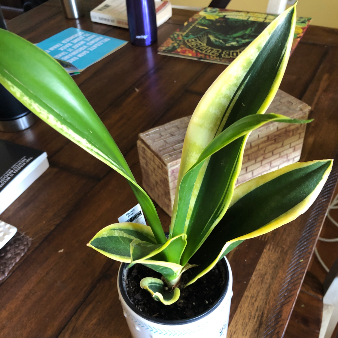 🐍 Does My Snake Plant Need Direct Sunlight?
