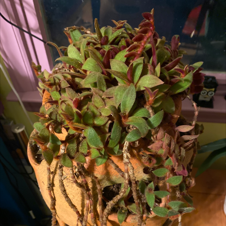 10 Advantages of Having a Teddy Bear Vine 🧸