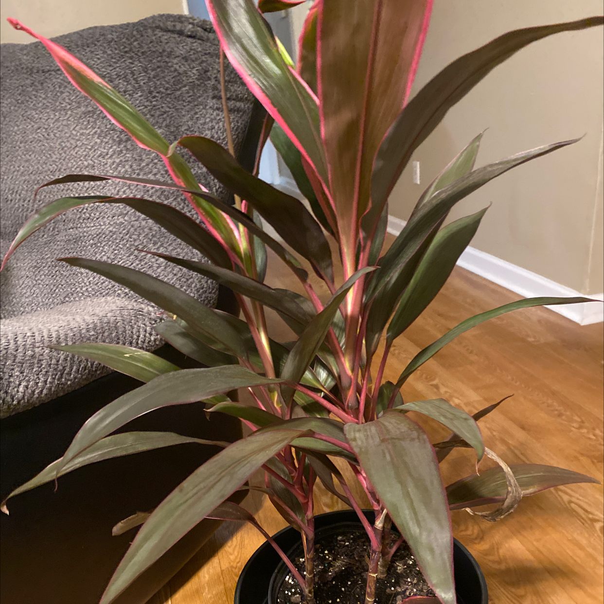 Cordyline fruticosa 'Pink Diamond' - Fertilizing 101
