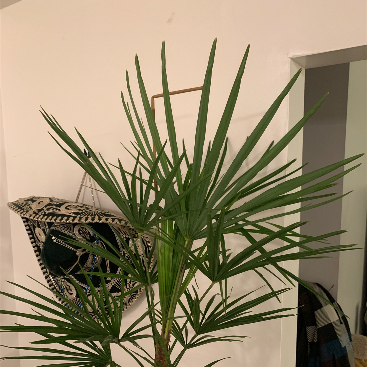 What Temperature Should My Chinese Windmill Palm Be Kept At?