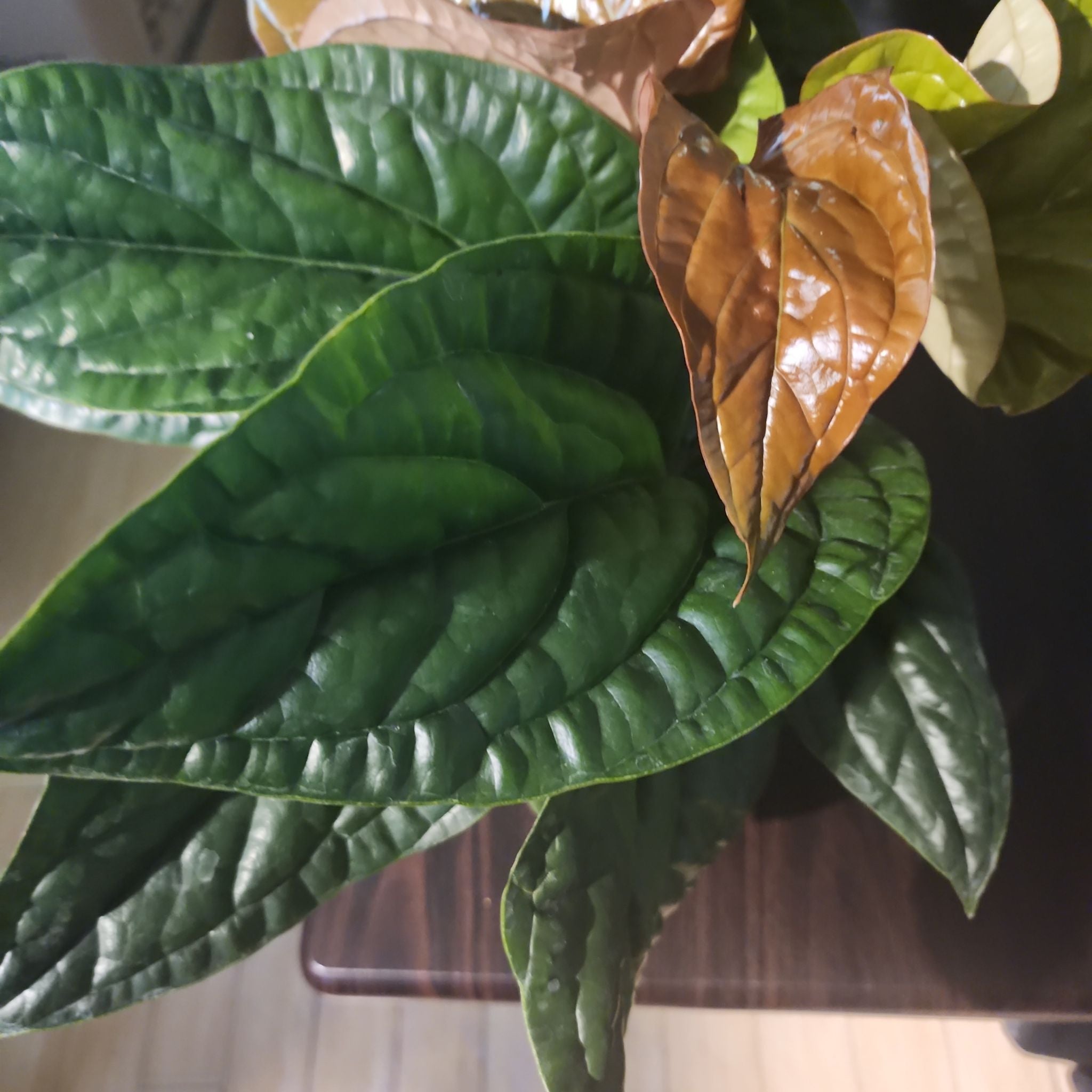 Anthurium Radicans x Luxurians Root Rot Solutions
