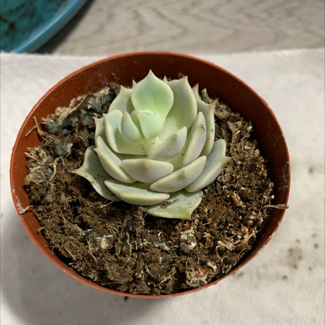 Pearl Echeveria Soil 🌵