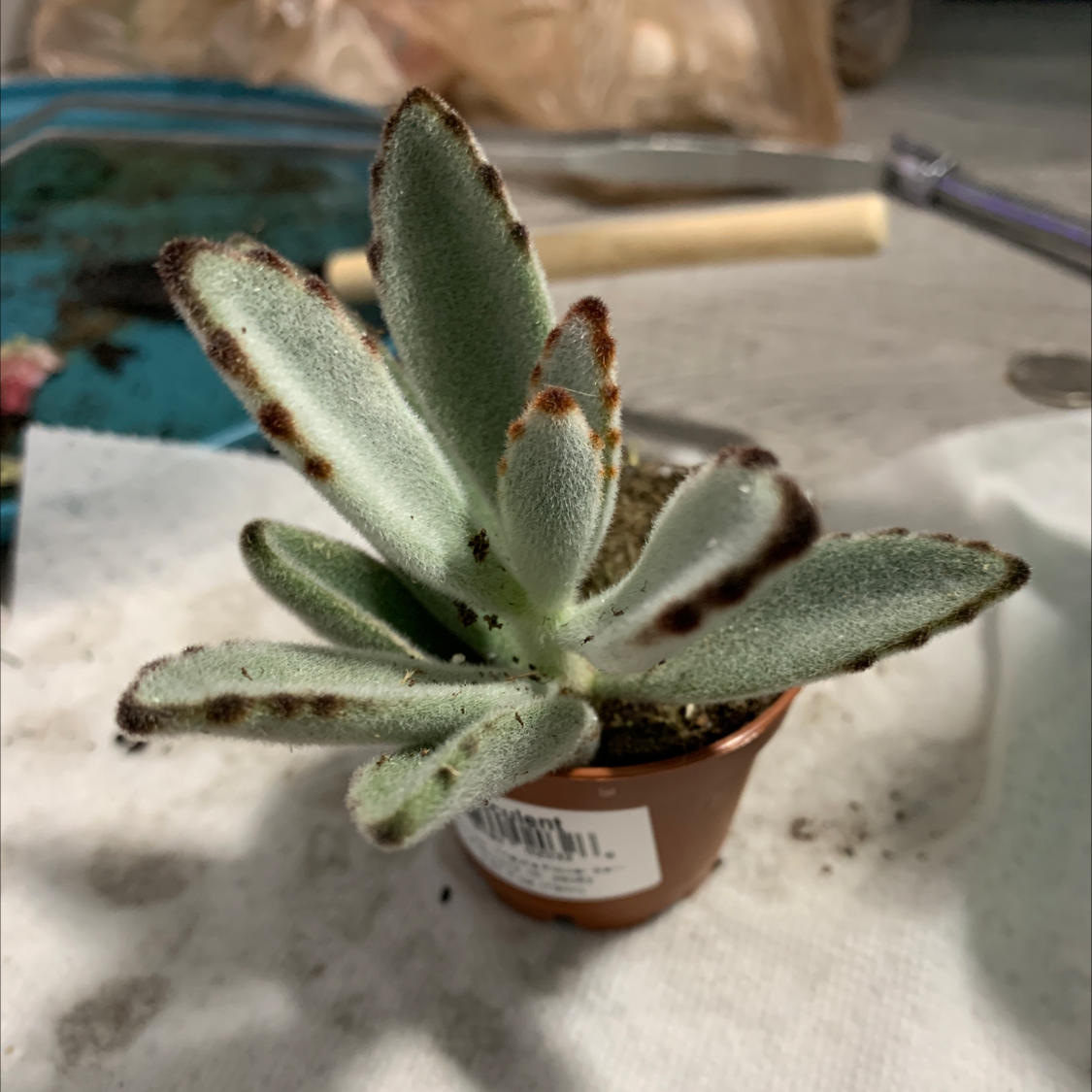 🐼 Why Are My Panda Plant Leaves Curling?