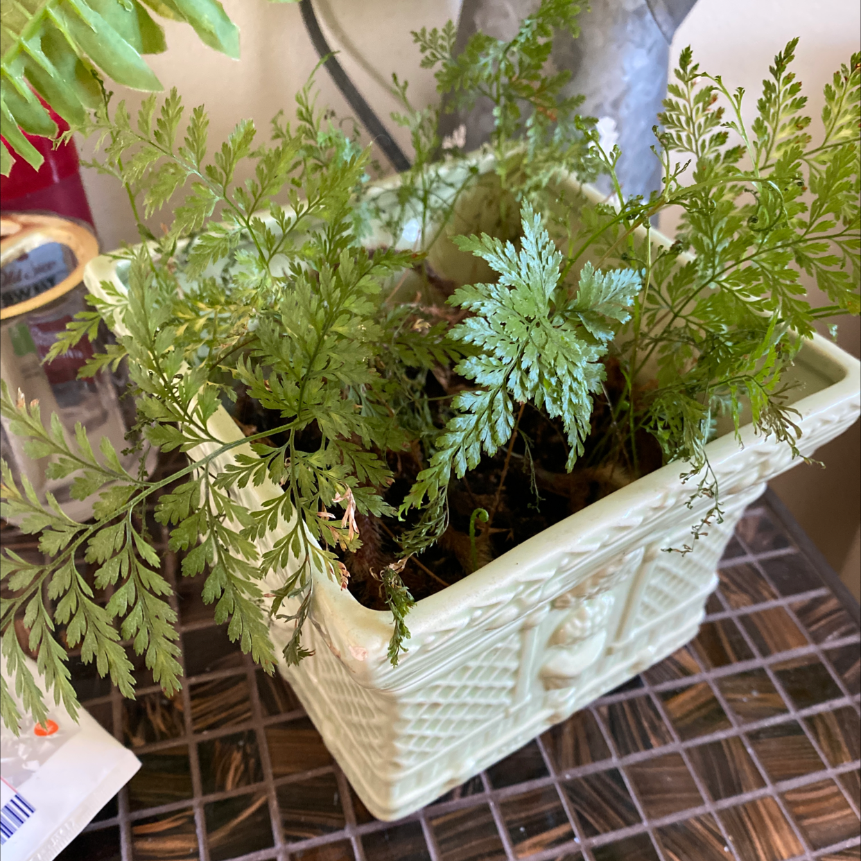 Propagating Leatherleaf Fern: Step-by-Step Guide