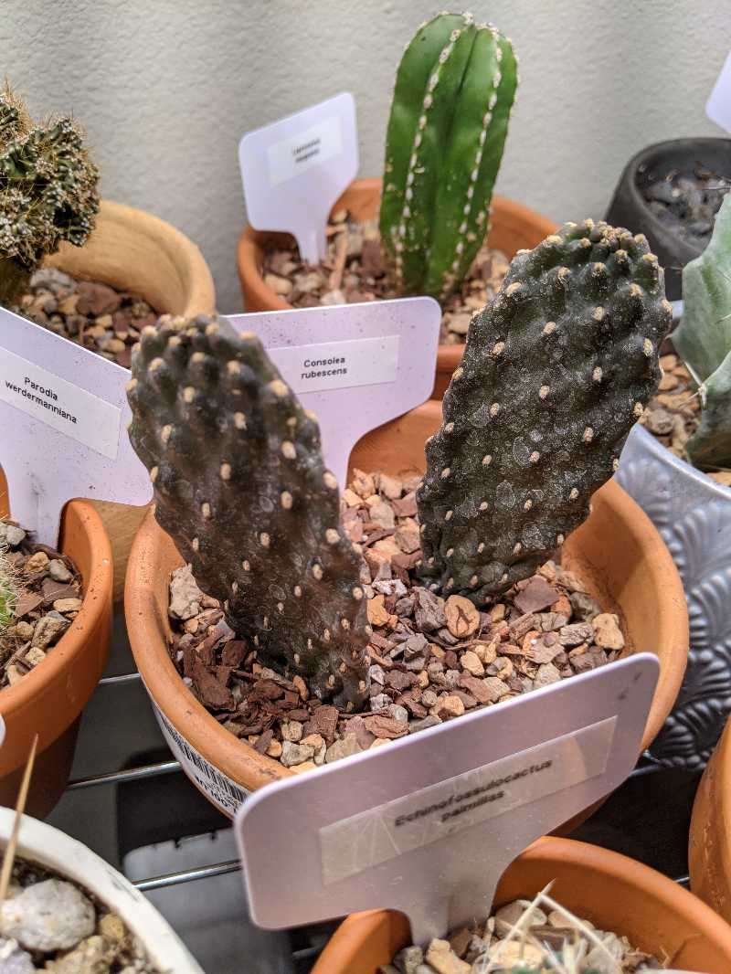 🌵 Propagating My Road Kill Cactus: Step-by-Step Guide