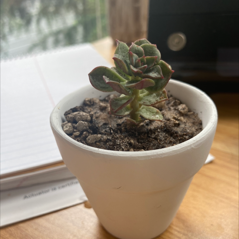 Why Are My Sand Rose Leaves Curling?