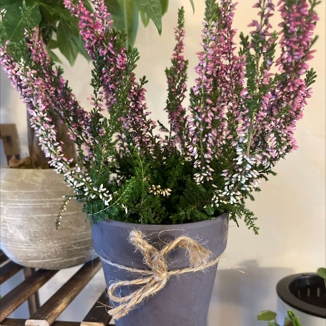How Do I Propagate My Heather?