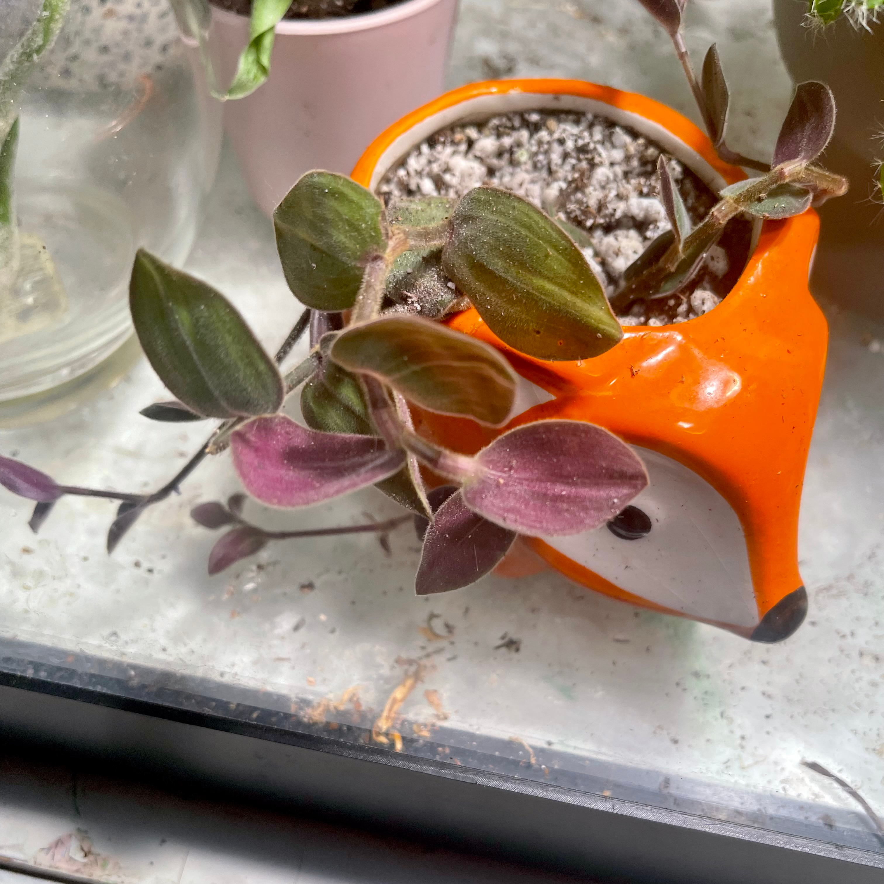 🧸 Why Are My Teddy Bear Vine Leaves Falling Over?