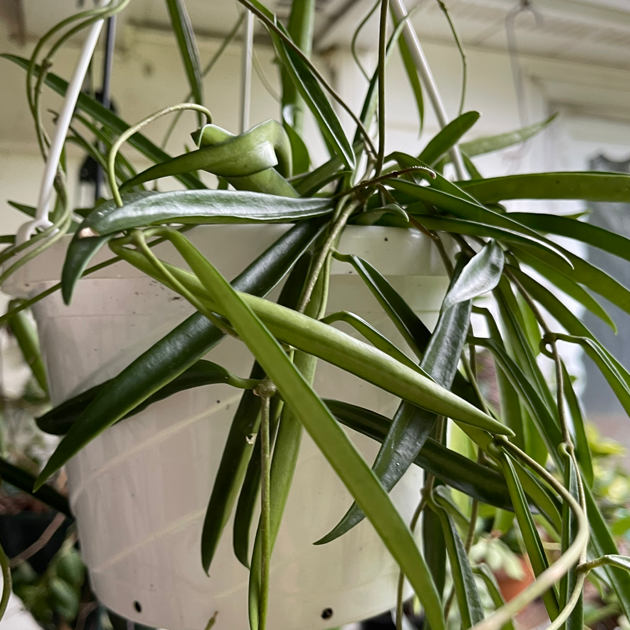 Why Are My Hoya shepherdii Leaves Droopy? 😔
