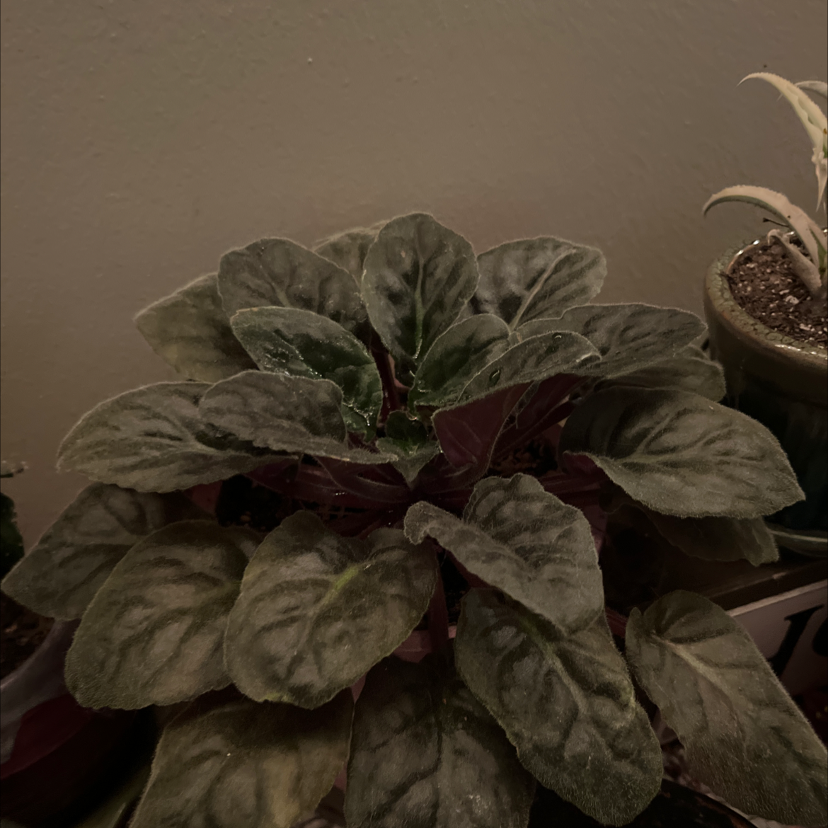 How Can You Tell If A Kenyan Violet Is Dying?