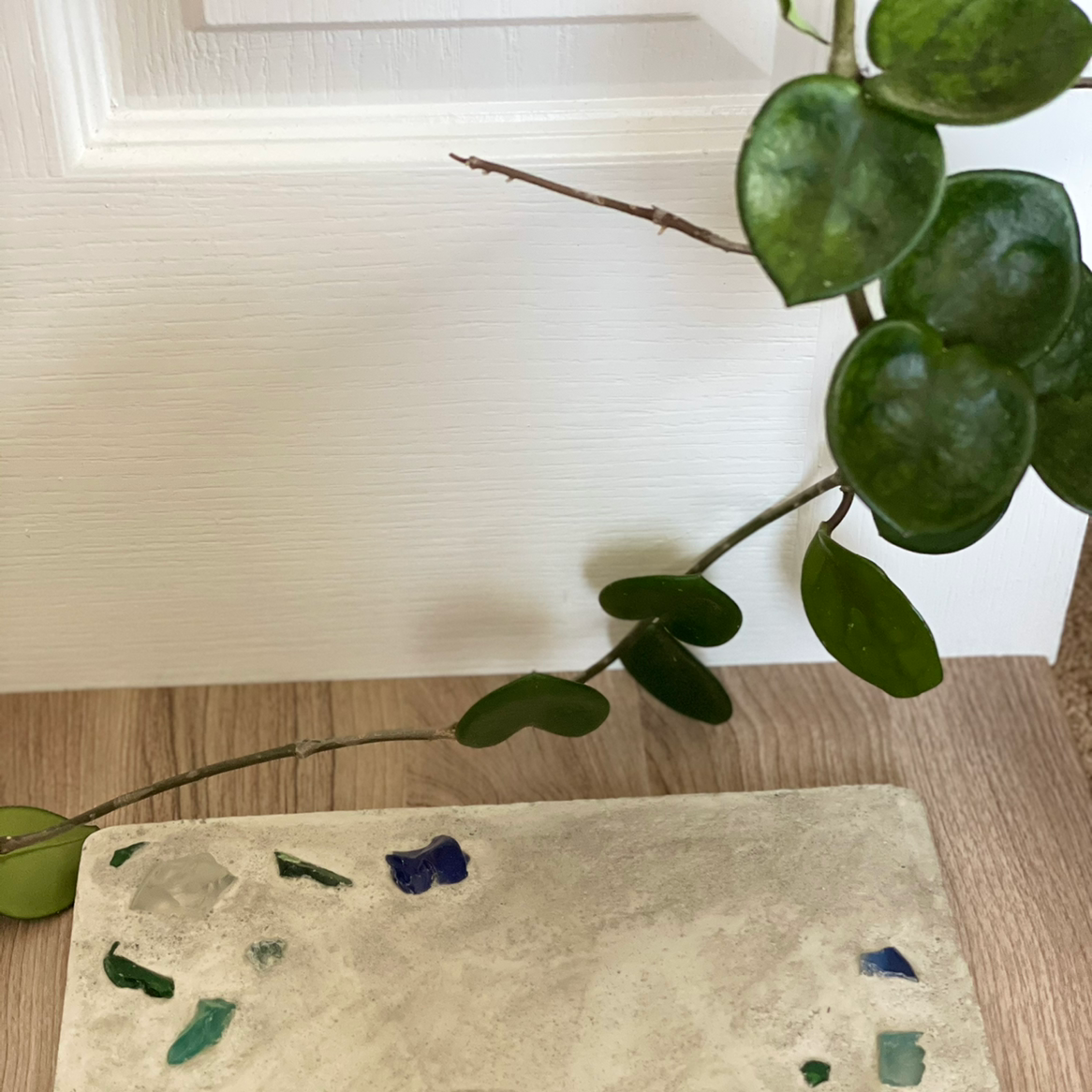 What Is A Good Temperature Range For My Chelsea Hoya?