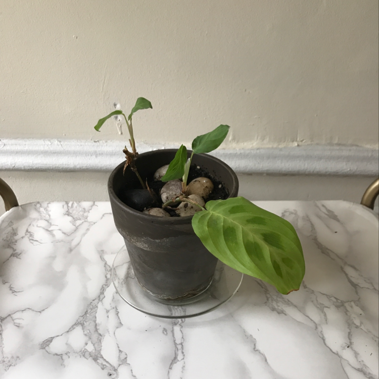 💧 Why Are My Red Prayer Plant Leaves Mushy?