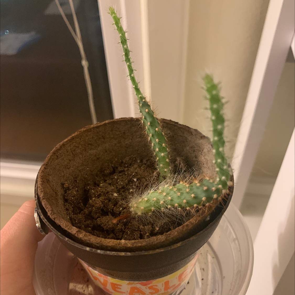 Why Are My Eve's Needle Cactus Leaves Curling?