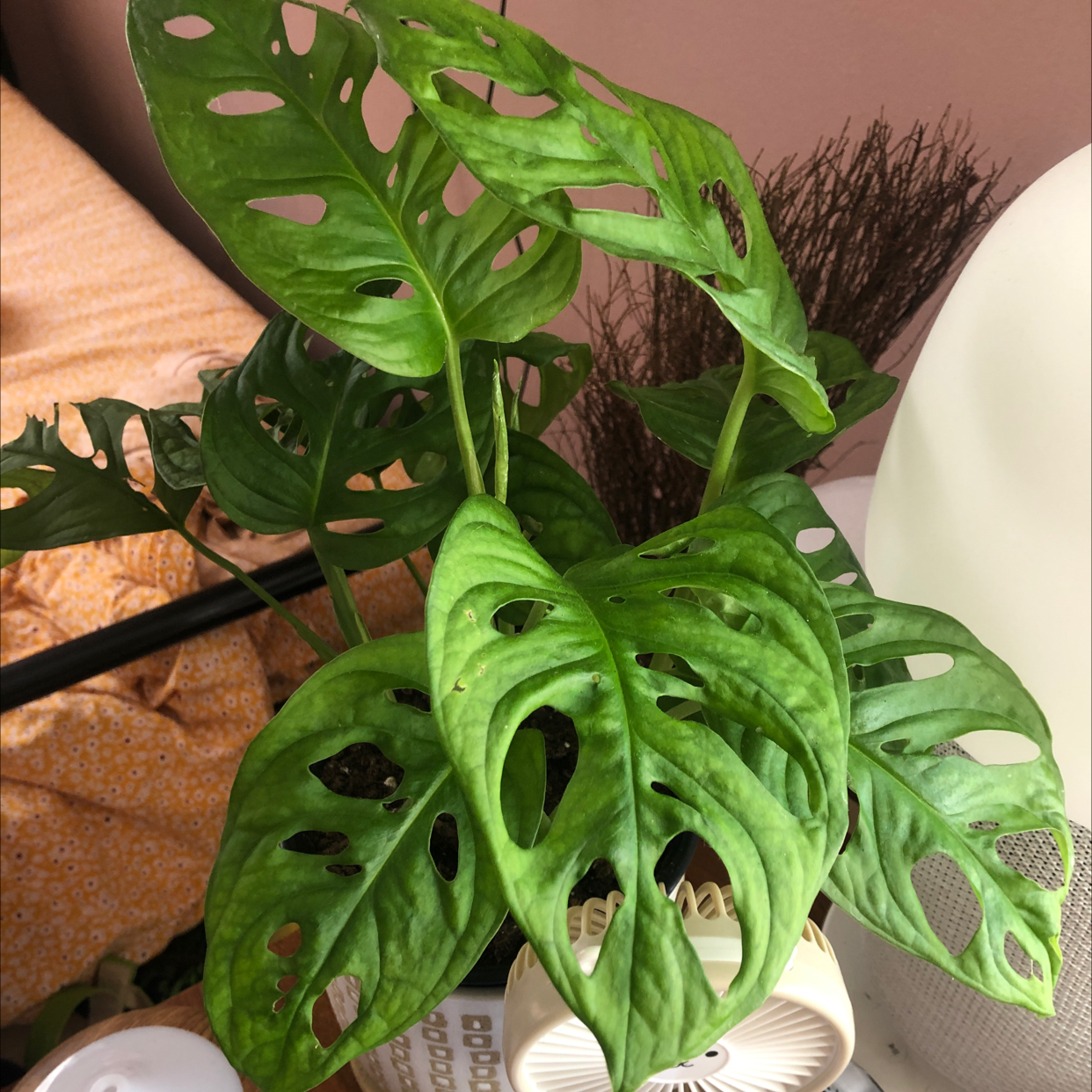 Why Are My Window Leaf Leaves Mushy?