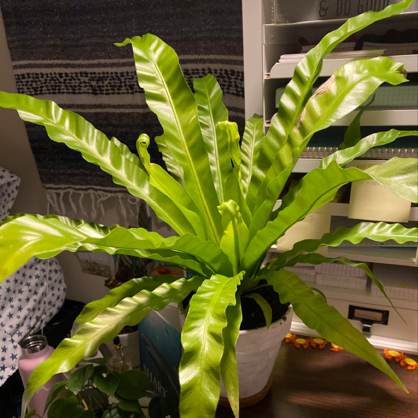 🌞 Light Requirements For My Crispy Wave Fern