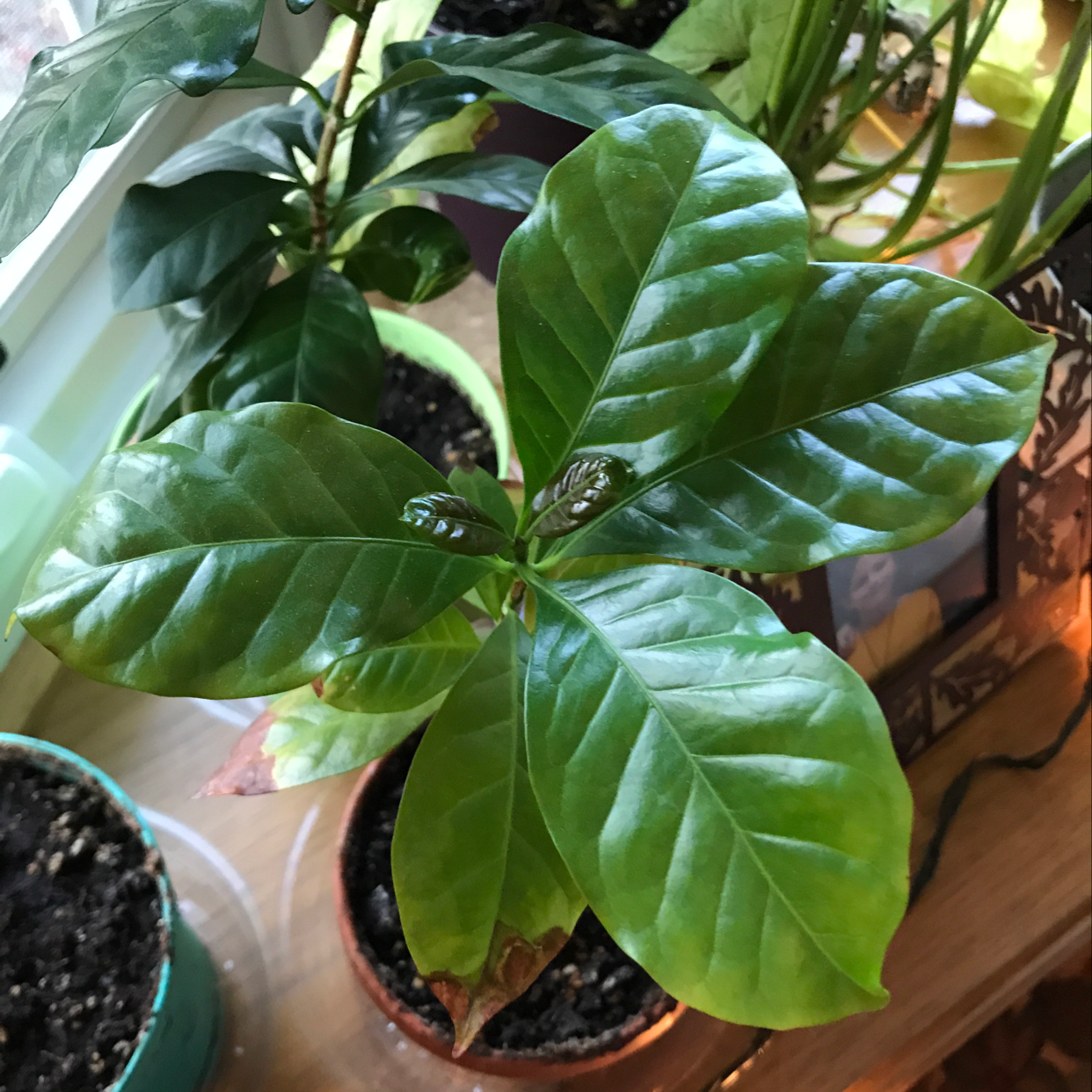 What Are The Bugs on My Arabian Coffee Plant? ☕