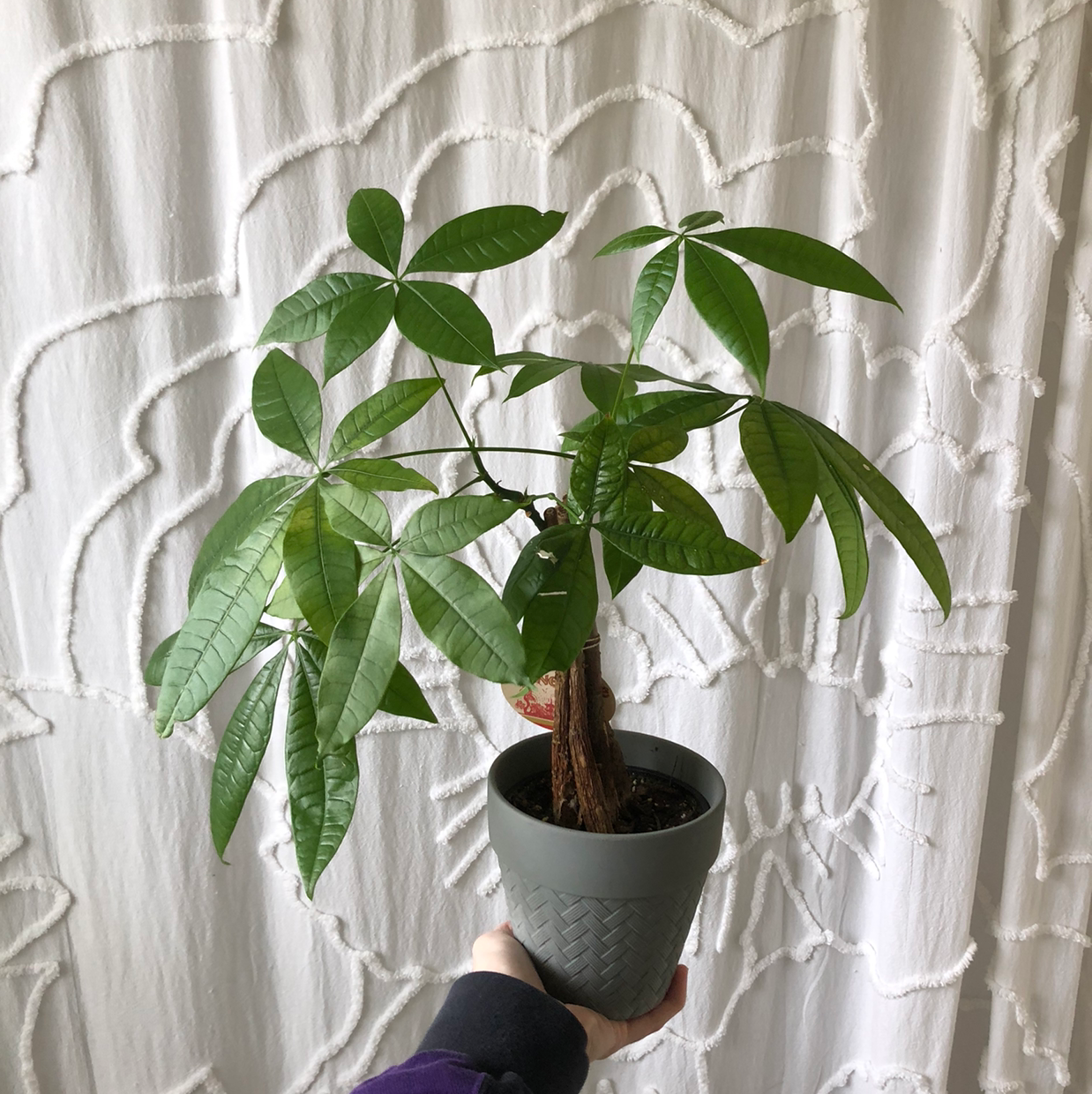 Propagating Money Tree: The Ultimate Guide 💰